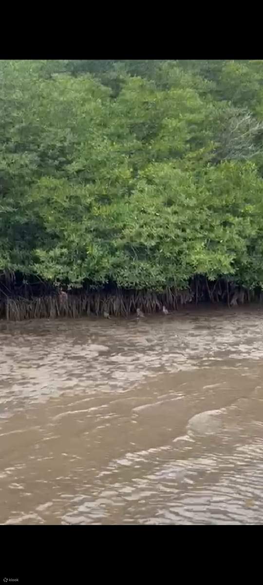 Peri Tuaran Firefly & Mangrove River Cruise Tour in Sabah - Klook