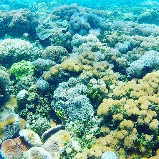 Day Tour Pantai Pink, Gili Petelu, dan Pantai Segui dari Lombok - Klook ...