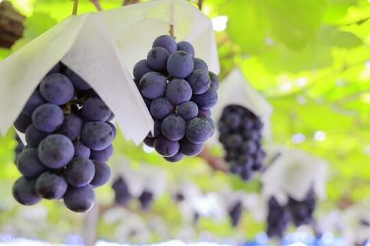 Tur Musim Gugur Koyasan 1 Hari dengan Pemetikan Anggur Kyoho dari Osaka ...