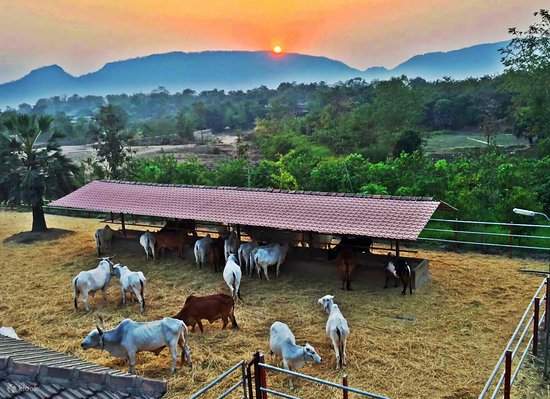 Govardhan Ecovillage Private Day Tour, India - Klook United Kingdom