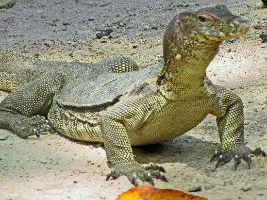 Snorkeling & Island Hopping Day Tour at Sapi & Manukan Island KK ...