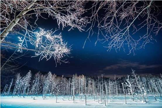 Illumination Tour: Furano Elf Terrace, Biei Blue Pond & Shirahige Falls ...