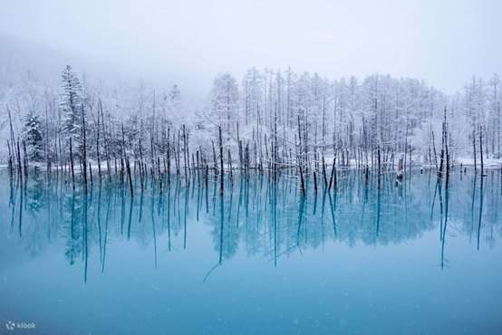 Illumination Tour: Furano Elf Terrace, Biei Blue Pond & Shirahige Falls ...