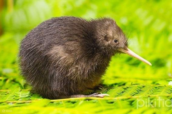 Waitomo Caves and Kiwi House Small Group Tour From Auckland - Klook ...