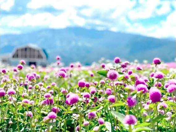 Reservasi online untuk tiket masuk Taman Piknik Hirugano (dengan naik ...