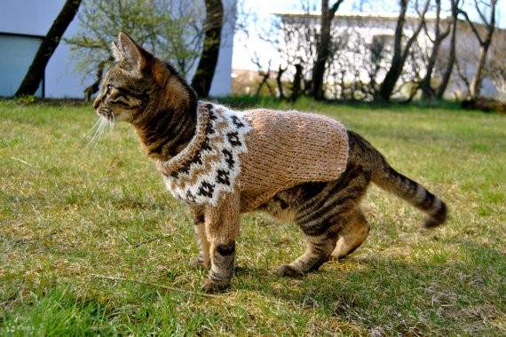 Cat Walk Tour in Reykjavik - Klook