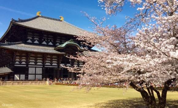 Taman Nara, Kuil Todaiji, dan Tur Bus Satu Hari Gunung Yoshino dengan ...
