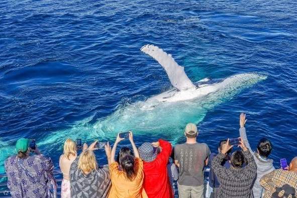 Gold Coast Whale Watching & Coastal Highlights Chinese Day Tour - Klook ...