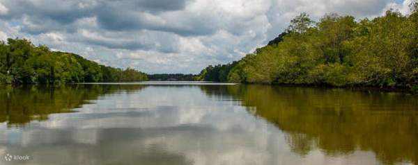 Proboscis Monkey Encounter Tour in Brunei - Klook