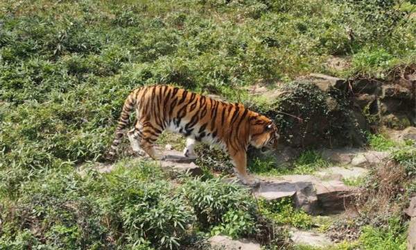 Hangzhou Zoo Ticket - Klook United States