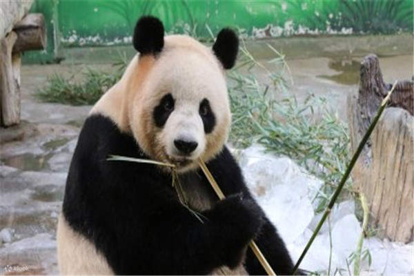 Hangzhou Wildlife World Ticket - Klook The Bahamas