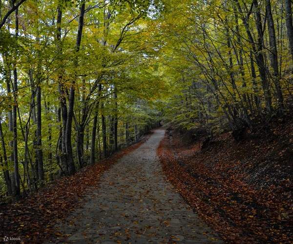 Explore the Enchanting Chestnut Forest with a Private Tour in Steni ...