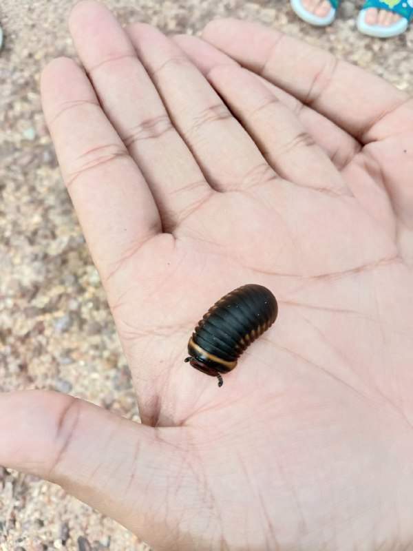 90 Minutes Beach and Tide Pool Walk in Desaru Walking Tour - Klook ...