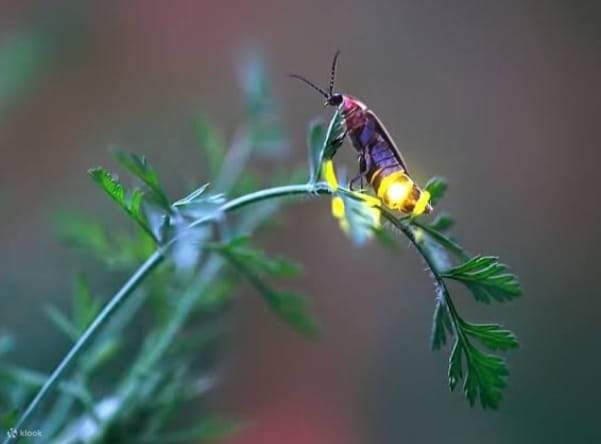 Bintan Fireflies Tour Tur Pribadi Satu Jam dengan Transportasi Pulang ...