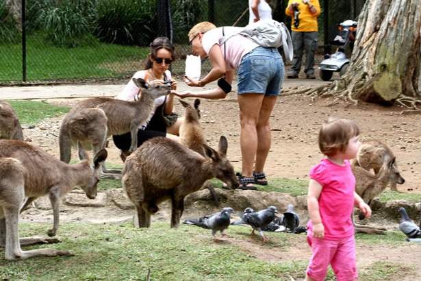 Currumbin Wildlife and Point Danger Tour with Chinese Speaking Guide ...