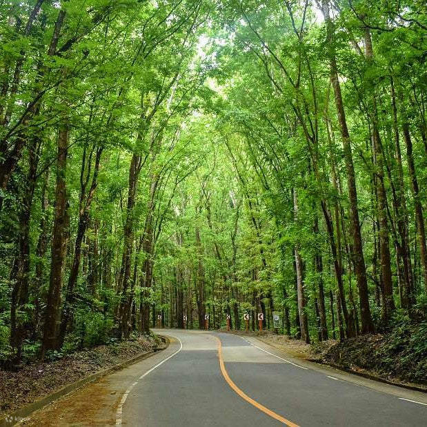 Explore the Beautiful Bohol Countryside on an Unforgettable Tour ...