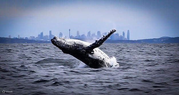 2-Hour Ocean Whale Watching Experience from Barangaroo - Klook United ...