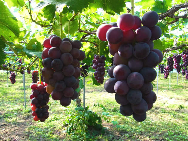 Grapes Picking & Medetai Densha Train Riding Day Tour from Osaka ...