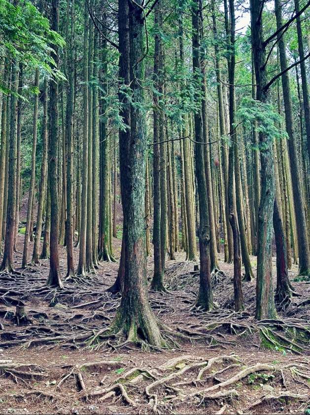 Two-Day Tour of Mount Lu, Jiujiang, Jiangxi - Klook