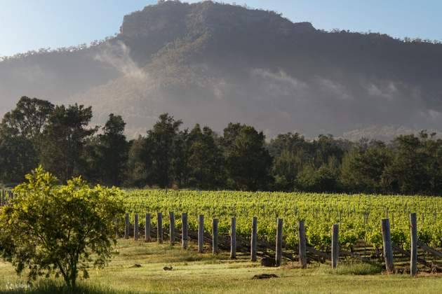 Wine Tasting Experience in Hunter Valley by Margan Wines - Klook