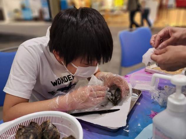 (Osaka-Nihonbashi) Experience removing pearls from Akoya oysters ...