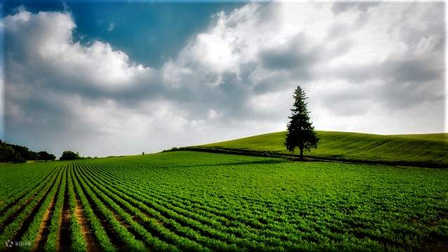 Hokkaido, Sapporo, Furano, Biei Join In Day Tour with Curry Rice - Klook