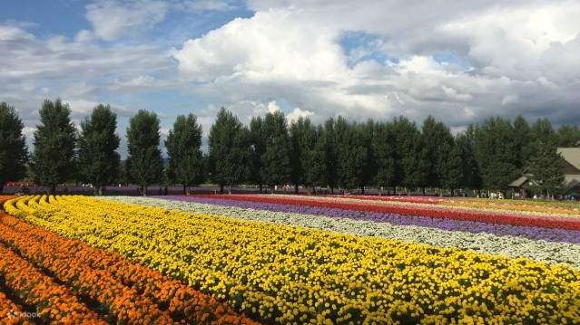 Shikisai-no-oka, Farm Tomita One Day Bus Tour from Sapporo - Klook ...