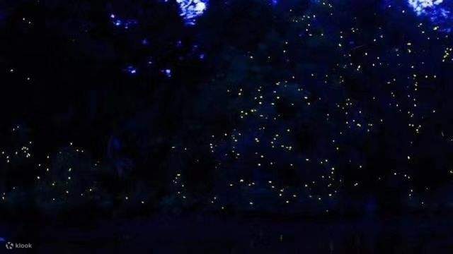 Bongawan Mangrove River Cruise, Fireflies, Sky Mirror with Professional ...