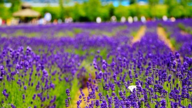 Shikisai-no-oka, Farm Tomita One Day Bus Tour from Sapporo - Klook ...