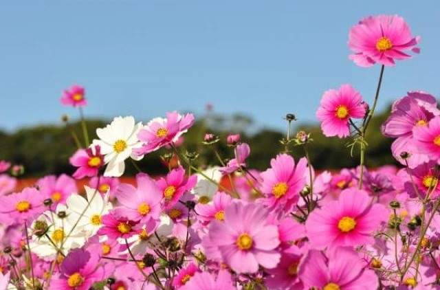 1-Day Awajishima Cosmos Flower Tour from Osaka - Klook