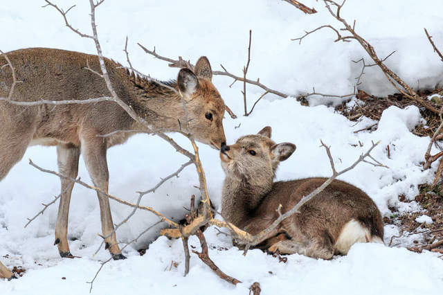 Sapporo Private Tour: Chitose River Animal Viewing Rafting and Moor Hot ...
