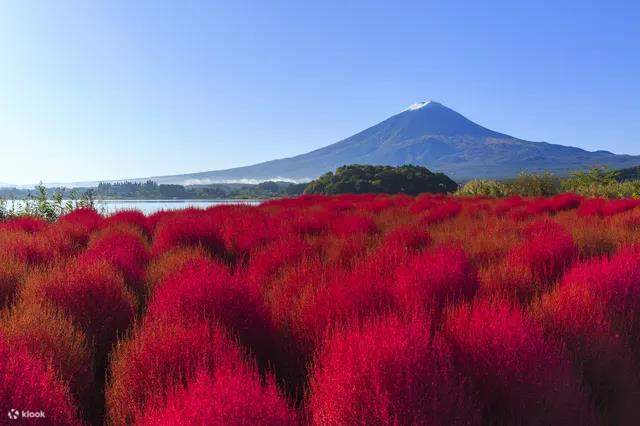 Mount Fuji 5th Station & Five-Story Pagoda & Honmachi Shopping Street ...