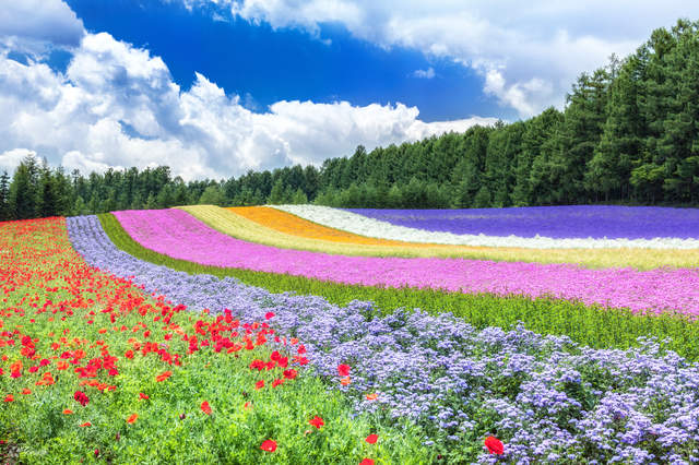 Farm Tomita & Biei Blue Pond "Aoi-Ike" One Day Tour from Sapporo - Klook