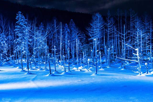 Kebun Binatang Asahiyama, Kolam Biru Shirogane, Peternakan Tomita, dan ...