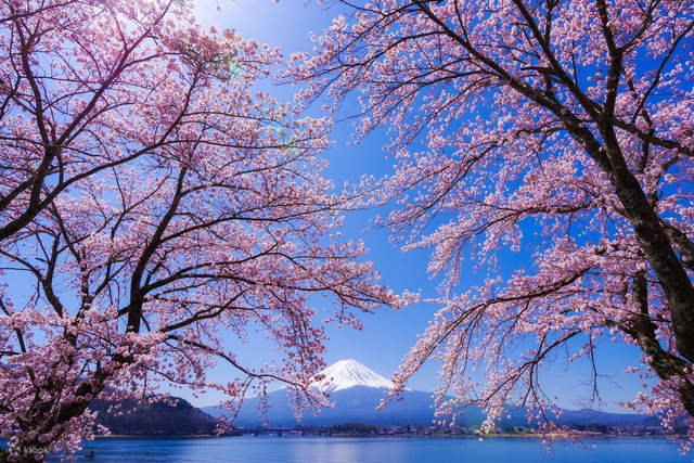 Fuji Area Sightseeing, All-You-Can-Eat Fruits & Mt. Kachi Kachi Ropeway ...