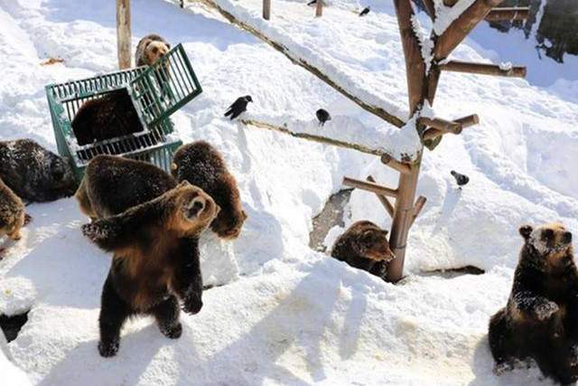 [Hokkaido Winter Limited] Noboribetsu Snow Viewing Day Tour｜Lake Toya ...