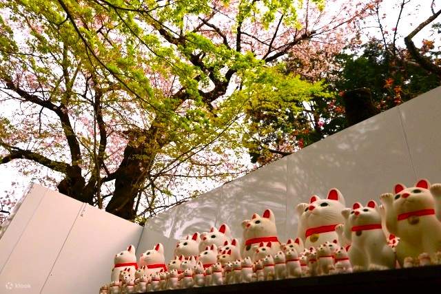 Cherry Blossom & Gotokuji Cat Temple, Shinjuku Cat Cafe, 3D Cat Tour ...