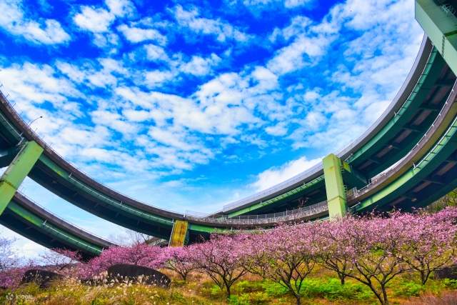 Kawazu-zakura Joren Falls & Nanohana One Day Tour from Tokyo - Klook ...