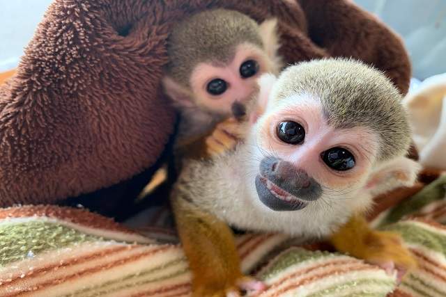 Online reservering van toegangstickets voor het Tochigi Nasu World ...