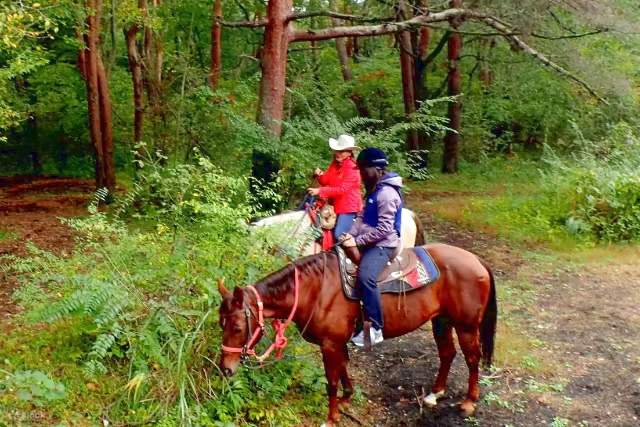 Virtus Riding Club Horseback Riding Experience in Gotemba - Klook ...