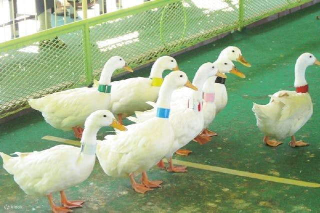 Beppu Rakutenchi Admission with Cable Car Ticket in Oita - Klook