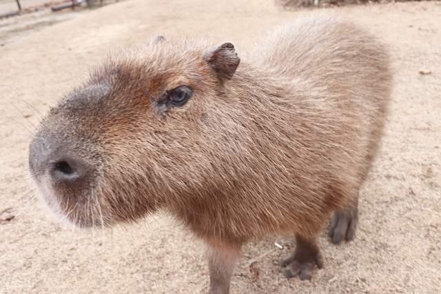 Online reservering van toegangstickets voor het Tochigi Nasu World ...