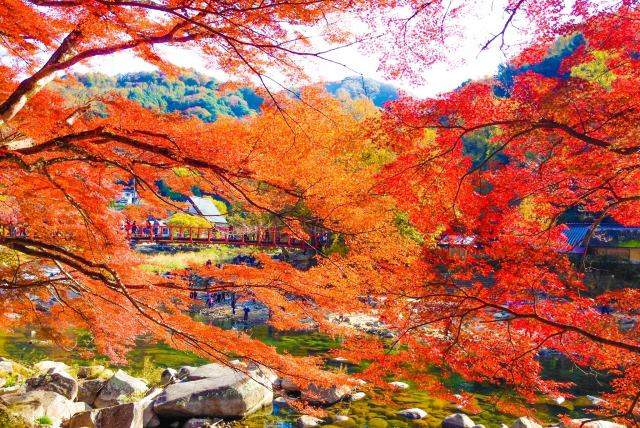 Lawatan Bas Korankei dan Heavens Sonohara Sehari dengan Melihat Daun ...