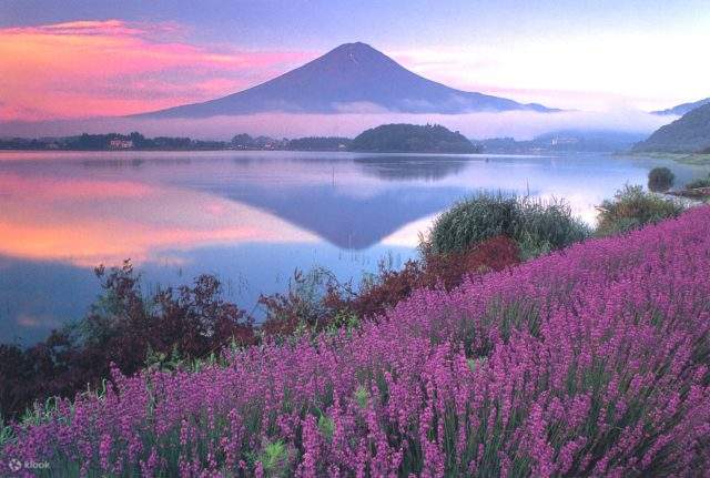 Mount Fuji Family-friendly One-Day Tour: Oishi Park, Lawson Convenience ...