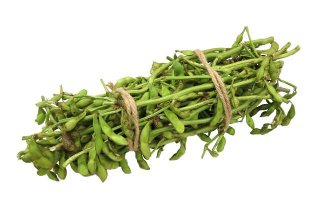 Tamba City & Kameoka Dream Cosmos Garden One Day Bus Tour from Osaka ...