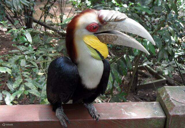 Kota Kinabalu and Lok Kawi Wildlife Park Tour, Malaysia - Klook ...