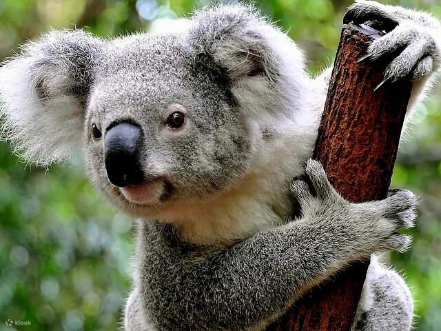 Cuddle a Koala and Historic Hahndorf Tour - Klook Australia