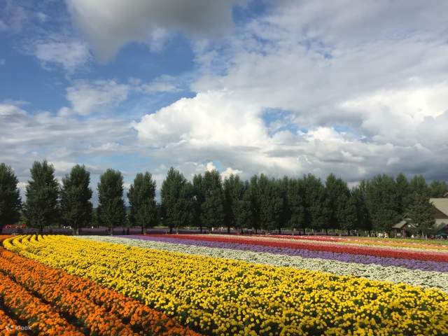 1-Day Hokkaido Biei & Furano Spring Flower Tour From Sapporo in July ...