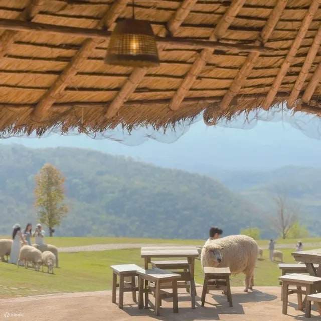 Chiang Rai White Temple +Yayo Farm Afternoontea +Akha FarmVille - Klook