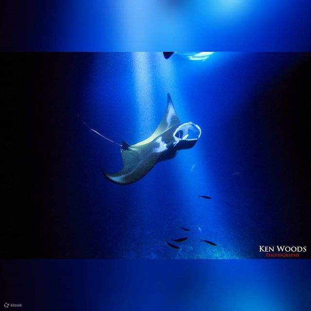 Manta Ray Night Snorkel, Experience of a Lifetime - Klook Singapore
